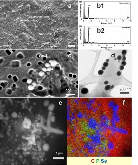 1 Sem A And Edx Spectra Of Nanospheres B1 And Nanorods B2