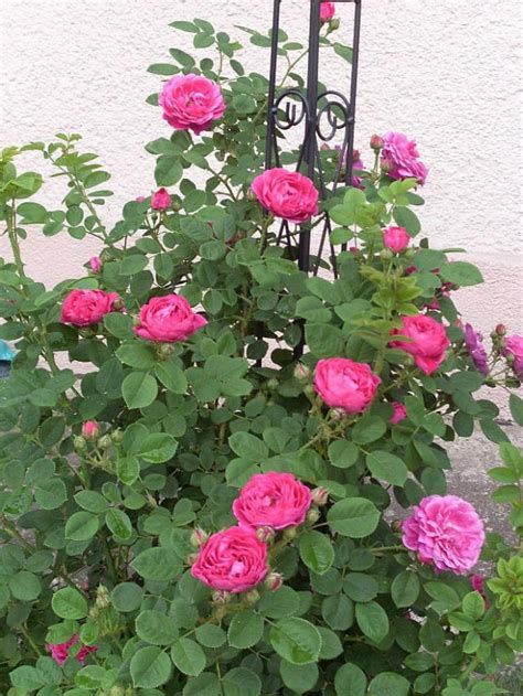 Forum Ogrodnicze Oaza :: Topic: Gipsy Boy (1/2)