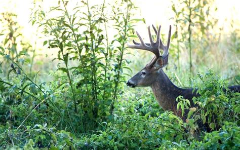 proper food plot edge cover mossy oak gamekeeper