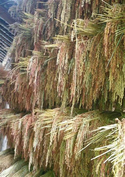 正黔方金秋十月黔東南香禾糯豐收啦 每日頭條