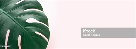 몬스타 잎 배경 파노라마입니다 파스텔 배경에 열대 정글 야자수 잎 공간을 복사합니다 여름 최소한의 배경 평면 평신도 위에서보기