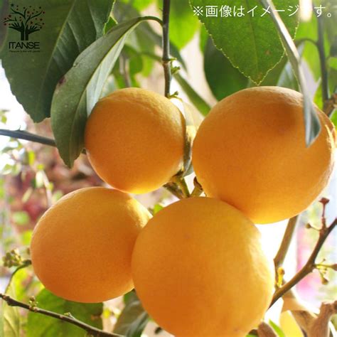 レモンの苗木 レモン スイートレモネード【果樹の苗木 5号 挿し木／1個売り】｜ 【植物のitanse】全品送料無料・即出荷