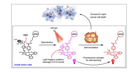 Self Immolative Photosensitizers For Self Reported Cancer Phototheranostics Journal Of The