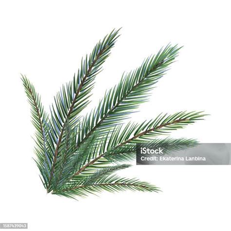 가문비나무는 흰색으로 분리된 디지털 수채화 스타일의 그림을 나눕니다 삼나무 소나무 침엽수 손이 그렸습니다 디자인 크리스마스 초대장 카드 새해 디자인 휴일 인쇄 요소 0명에