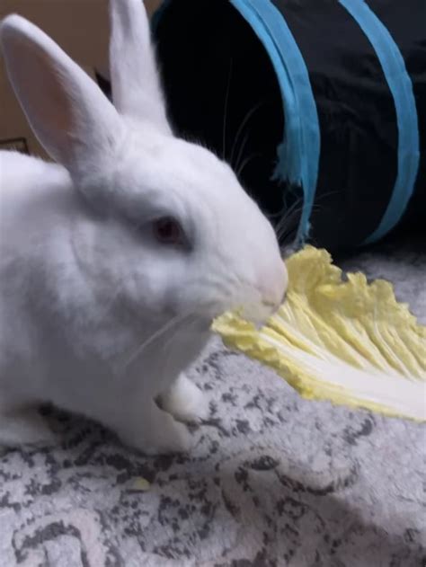 Munch Munch Munch Munch R Rabbits