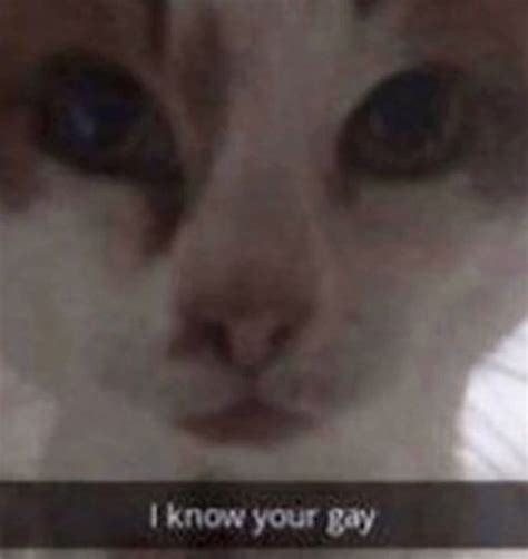I Know Your Gay Cat In 2024 Funny Reaction Pictures Cats Reaction