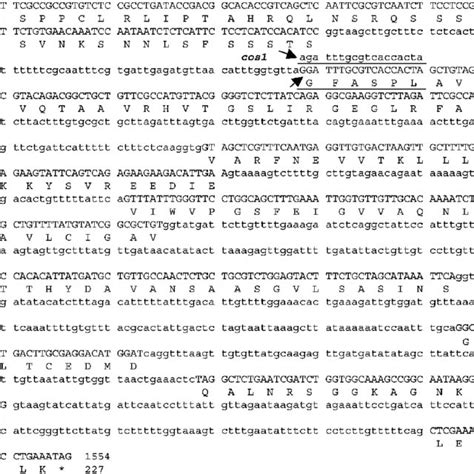 Sequence Comparison Of The Wild Type And Mutant Cos1 Gene Download Scientific Diagram