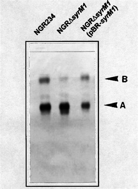 Reverse Phasethin Layer Chromatography Rp Tlc Analysis Of Download Scientific Diagram