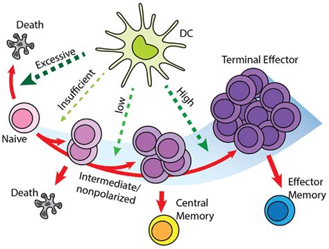 Frontiers Harnessing The Heterogeneity Of T Cell Differentiation Fate