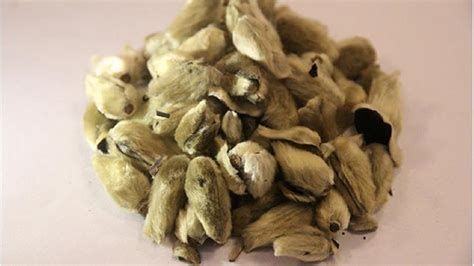 辛夷花的功效与作用及注意事项 探秘辛夷花的药用价值 养生保健 博禾医生