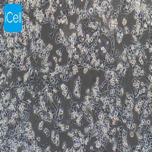 Mb49 小鼠膀胱癌细胞 赛百慷 上海 生物技术股份有限公司