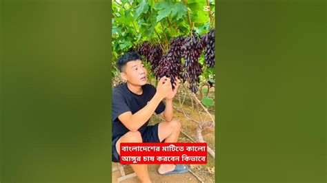 বাংলাদেশের মাটিতে মিষ্টি আঙ্গুর ফলের চাষ Garden Facts Shorts Youtube