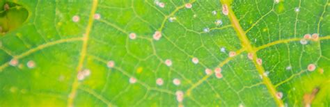 Non Destructive Inspection For Plant Stress Detection Konica Minolta