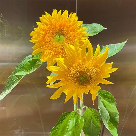 ヒマワリヘリオダブル 花屋 はな輔