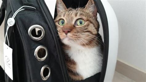 새집 적응하기 Youtube