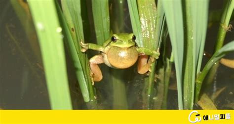 개구리는 밤에만 운다 낮에 우는 개구리의 ‘속사정 생태와진화 생태와진화 애니멀피플 뉴스