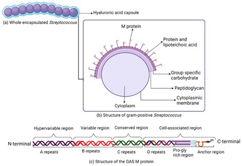 Streptococcus Pyogenes Morphology Pathogenesis Treatment Biology Notes Online Streptococcus Pyogenes Morphology Pathogenesis Treatment Biology Notes Online