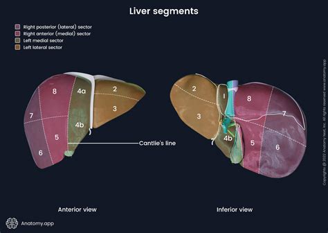 Liver Anatomy Segments