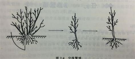 什么是分生繁殖 分生繁殖的方式 闪电鸟
