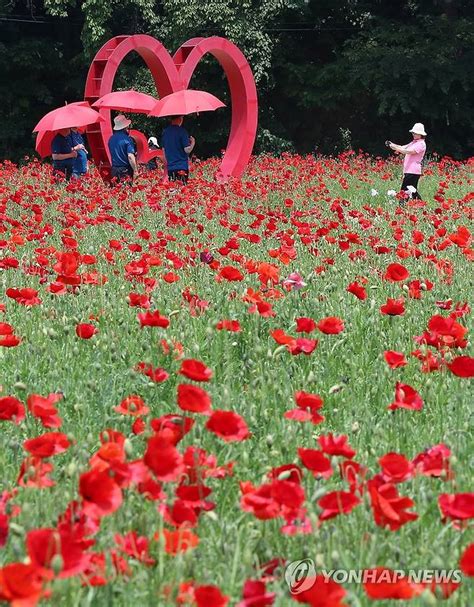 붉은 꽃 양귀비밭에서 찰칵