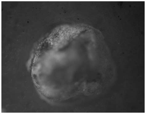 An Observation Method For Hydraulic Fracturing Fractures In Coalbed Methane Wells Eureka Patsnap