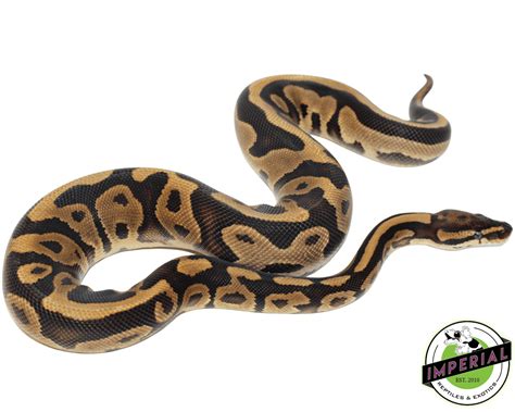 Specter Leopard Ball Python For Sale Imperial Reptiles Imperial Reptiles And Exotics