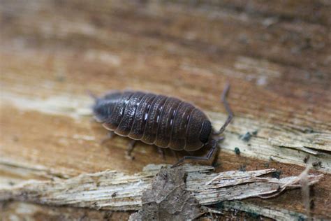 Sex Determination Mating And Reproducing Of Isopods Insektenliebe