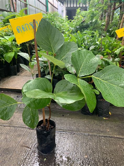 ต้นจาน หรือ ต้นทองกวาว Butea Monosperma ดอกจาน ไม้ยืนต้น ต้นสูง 50 ซม จัดส่งในถุงชำ4นิ้ว มิ่ง