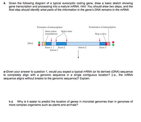 solved given the following diagram of a typical eukaryotic