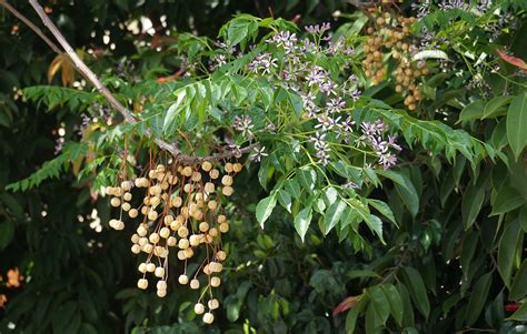 Chinaberry Tree Poisonous For Dogs