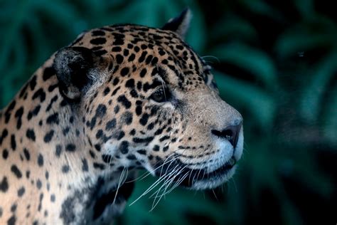 Jaguar Mató A Una Niña Y A Un Joven Pertenecientes A Un Resguardo