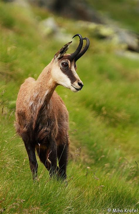 Chamois Gams Artofit