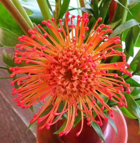 How To Grow Leucospermum Cordifolium Earthone