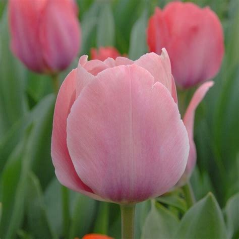 Tulipan Mystic Van Ejik 10 Szt Eva W Ogrodzie