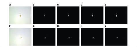 Results Of Simple Threshold Binarization Under Different Thresholds A