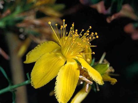 Hypericum Perforatum Profile California Invasive Plant Council