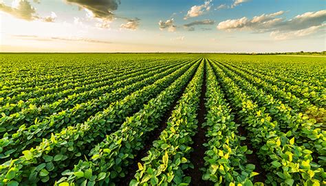 Nopa April Crush Slows Below Average Expectations Mckeany Flavell