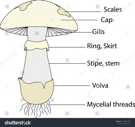 Structure Of Mushroomstructure Mushroom Stuffed Mushrooms Mushroom Diagram Mushroom Stock