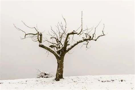 Tree Pruning Algorithm Explained For Machine Learning Applications