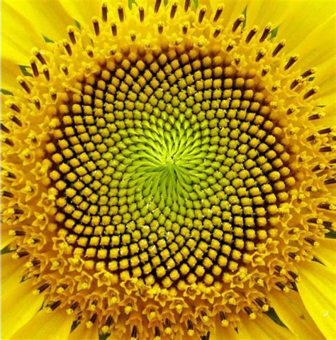 Article 178 Botany The Geometry Of Plants Part 1 Fibonacci Sequence Cosmic Core