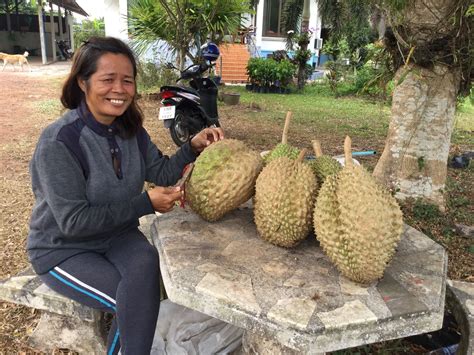 ทุเรียนปราจีนบุรี ปกติจะเริ่มเก็บผลได้ในช่วง ปลายๆมิถุนายน แต่บางต้นจะมีทุเรียนทวาย ออกก่อนให้
