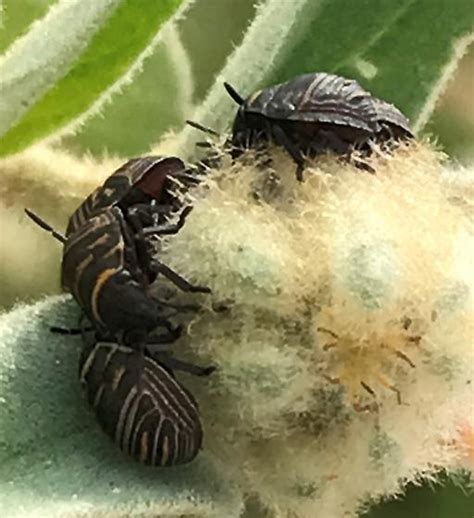 Unknown Insect Cluster Bugguide Net