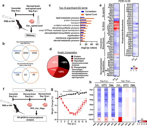 Hyperlink Sps Id Fig1 Locator Gr1 Mediaobject 0 Influenza Download Scientific Diagram