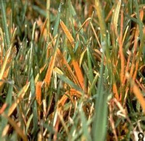 How To Remove Lawn Rust MyhomeTURF