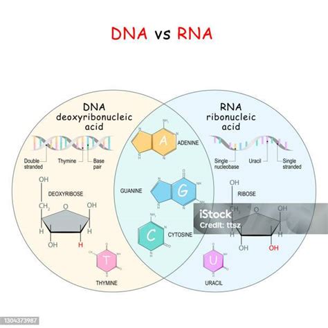 Adn Et Arn Comparaison Et Différence Vecteurs Libres De Droits Et Plus Dimages Vectorielles De