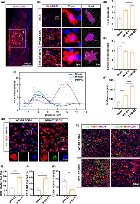 Treg Depletion Promoted Microglial Morphological Alterations And