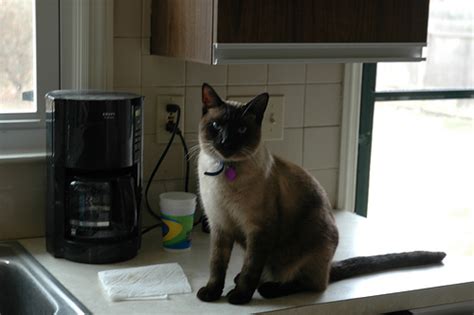 Cat Object Detection Dataset V2 2025 03 27 5 33pm By Yolo