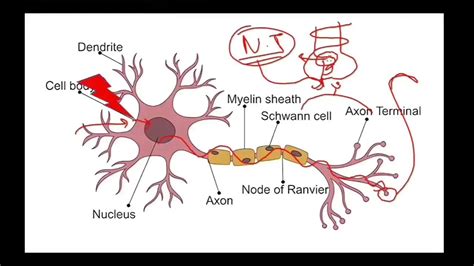 Histology 41 Nervous Intro And Neuron Youtube