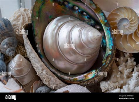 Beautiful Collection Of Different Tropical Sea Shells White Pearly