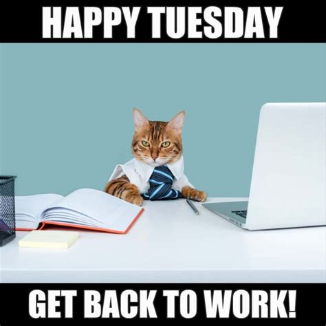 Happy Caturday 17 Cute Cat Memes To Give You A Smile At Today